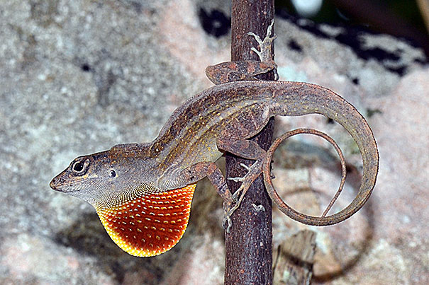 Study of lizards shows trade as a force in biodiversity — Harvard Gazette
