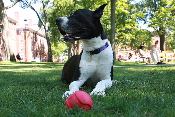 Big dogs on campus — Harvard Gazette