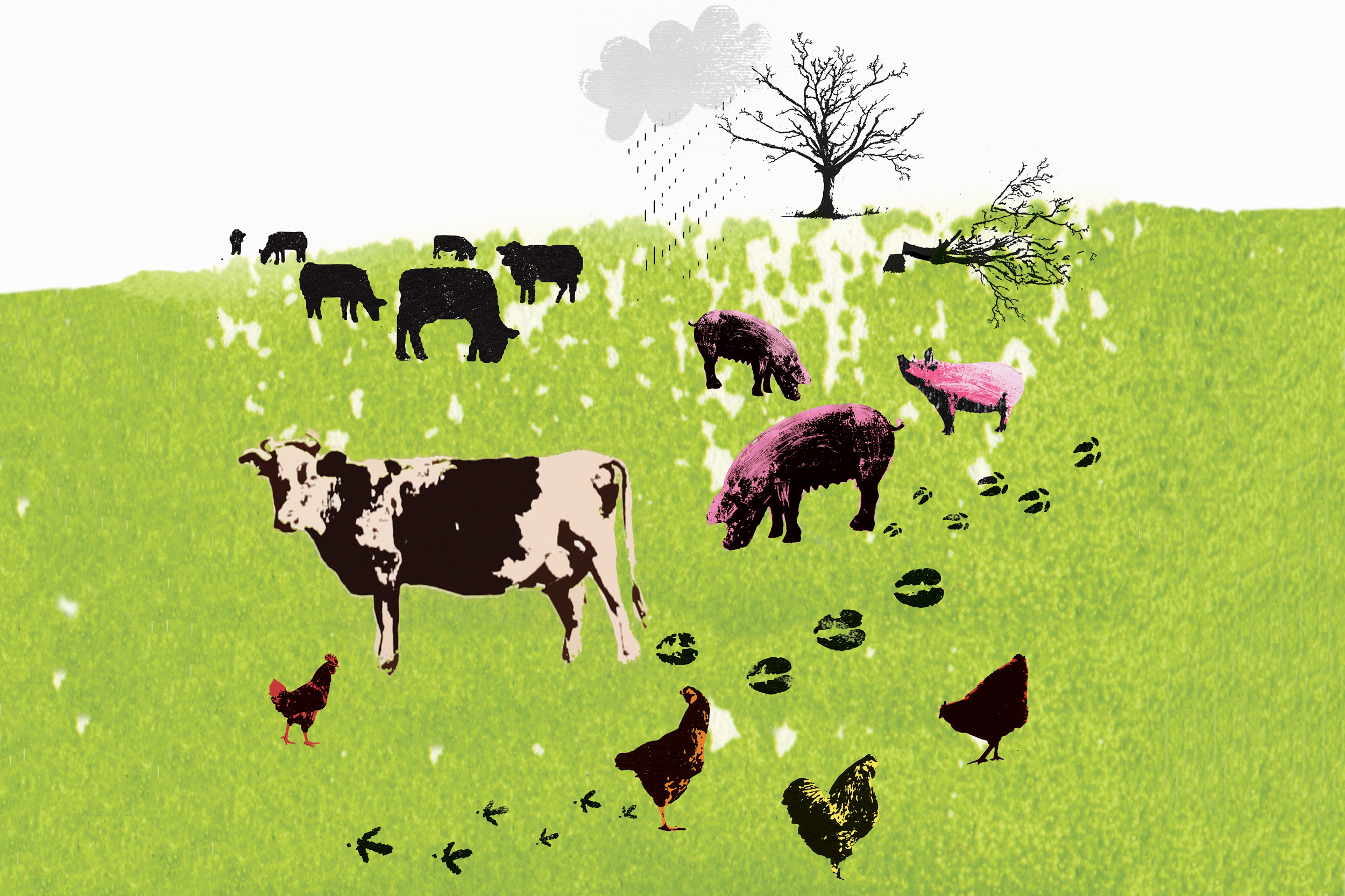 Harvard professor: Animals are just as important as people — Harvard ...