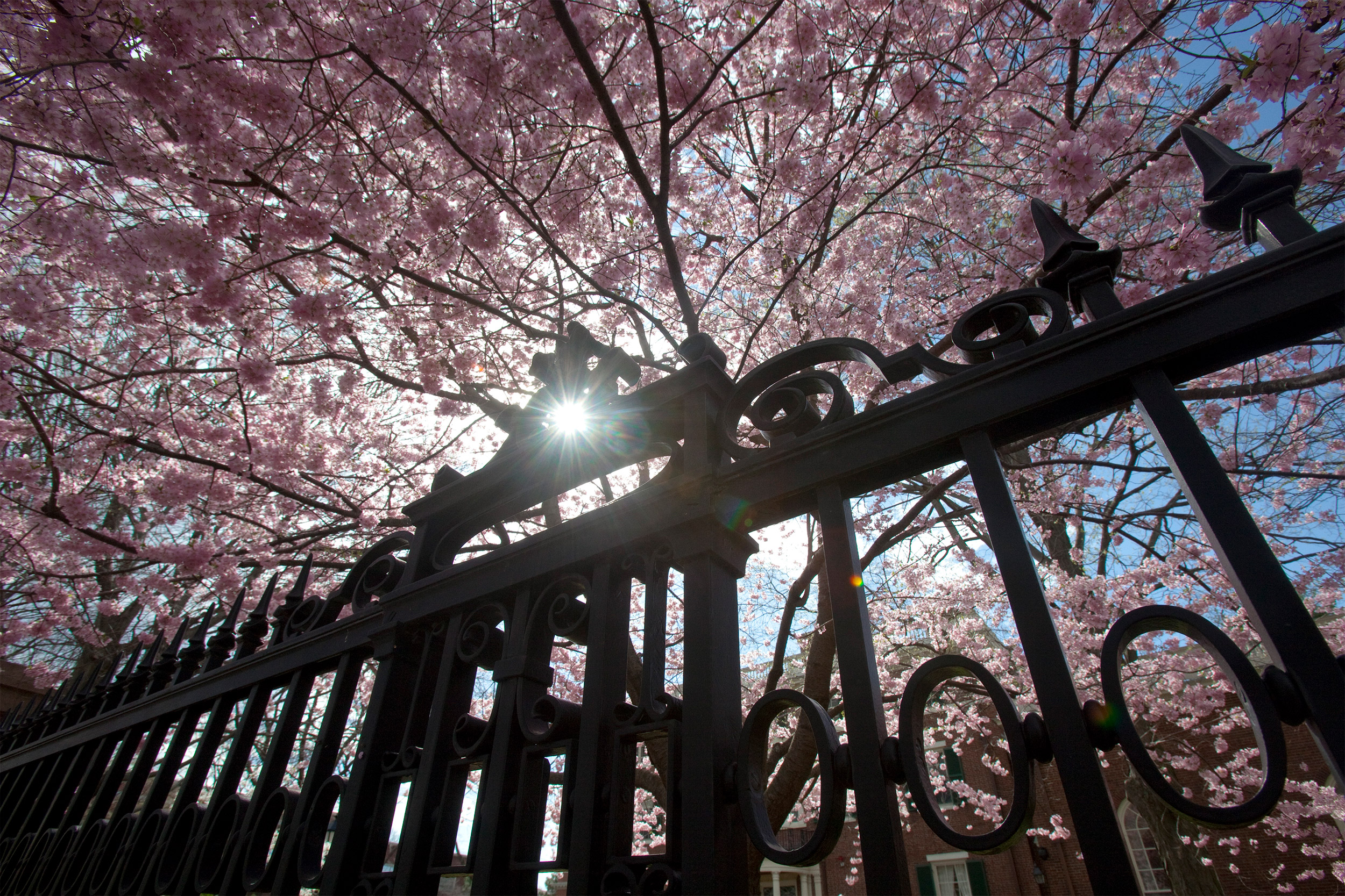 Eight current Overseers share their unique stories — Harvard Gazette