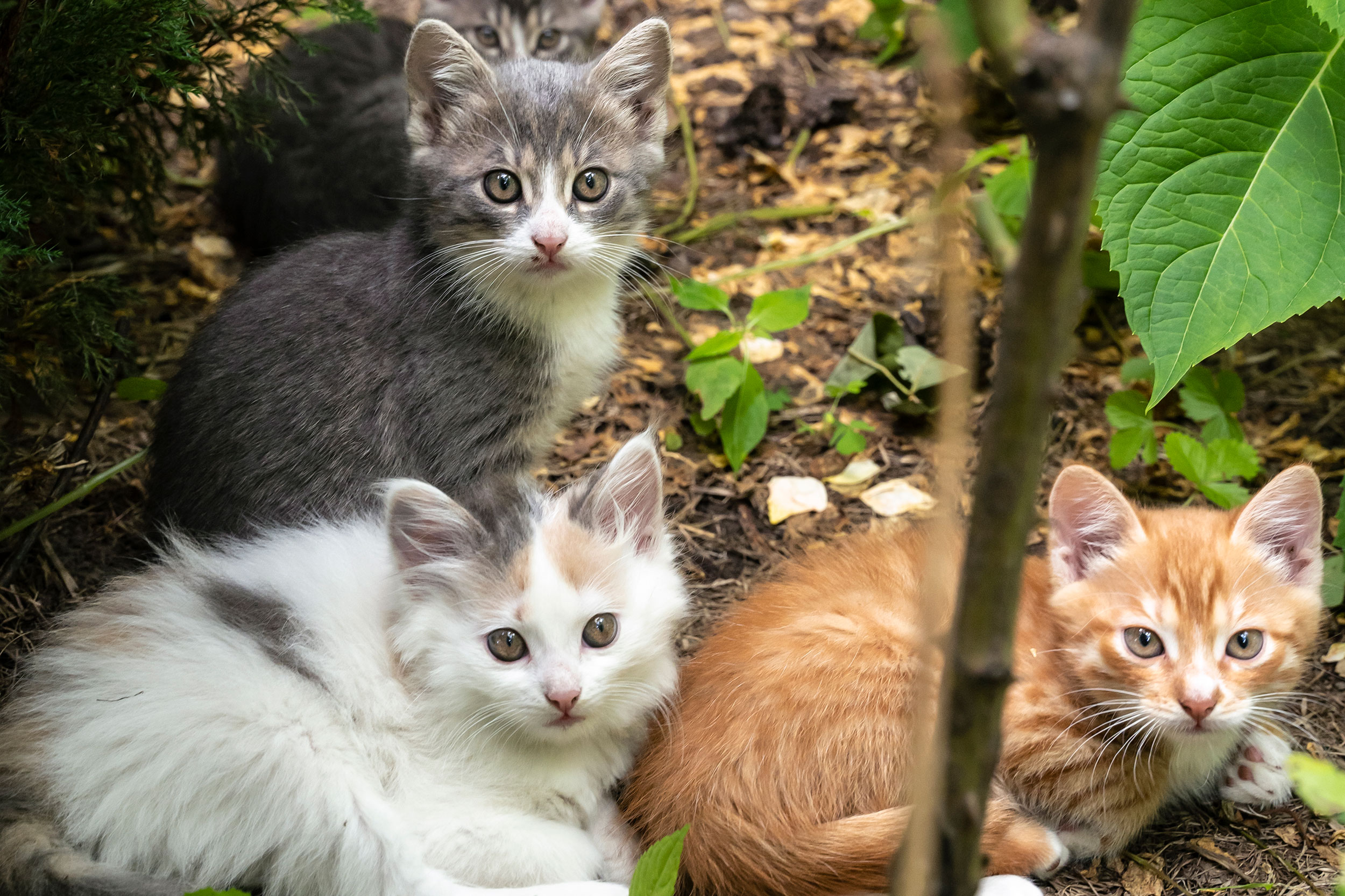 Birth control for cats is effective, but ‘ahead of its time’ — Harvard ...